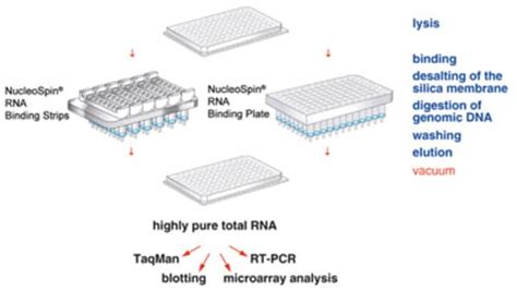 Macherey Nagel Nucleospin 96 Rna 96 Well Kit For Rna Purification