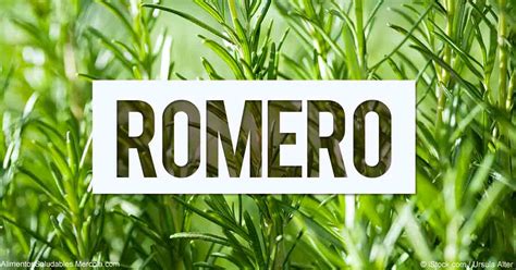Beneficios Del Romero Mercola