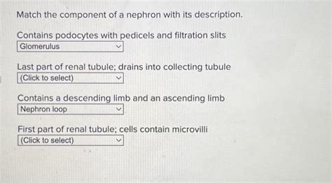 Solved Match The Component Of A Nephron With Its