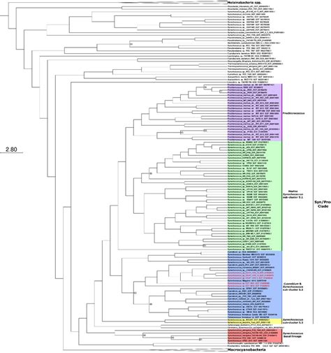 Maximum Likelihood Phylogeny Showing The Relationship Of Synechococcus