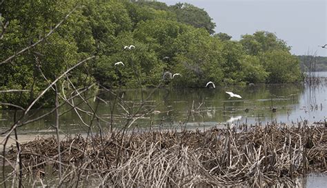 El Estado De Los Mangles De Ecocampus Sembrados En La Ciénaga Grande Portal De Noticias Uninorte
