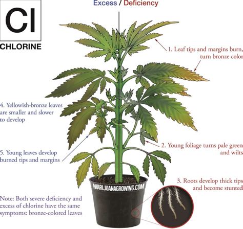 Cannabis Nutrient Deficiencies And Excesses Jorge Cervantes