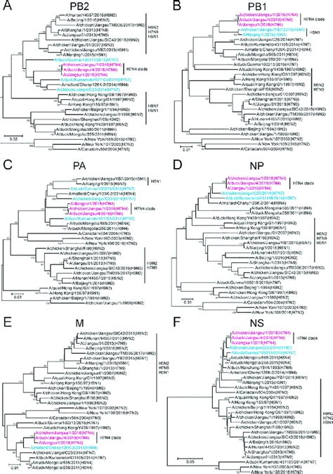 Phylogeny Of The Origins Of Pb2 Pb1 Pa Np M And Ns Segments Of The