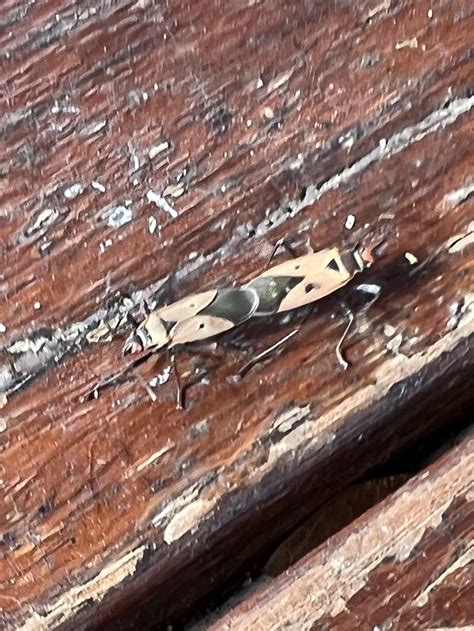 Weird Double Ended Bug Spotted In Queensland Australia R Whatisthisbug