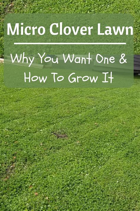 Micro Clover Lawn Pros And Cons Artofit