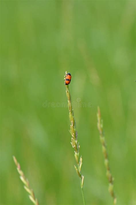 Bug On Twig Stock Image Image Of Fresh Little Happy 117473745