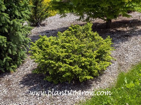 Kingsville 1 Canadian Hemlock Tsuga Canadensis Plants To Grow