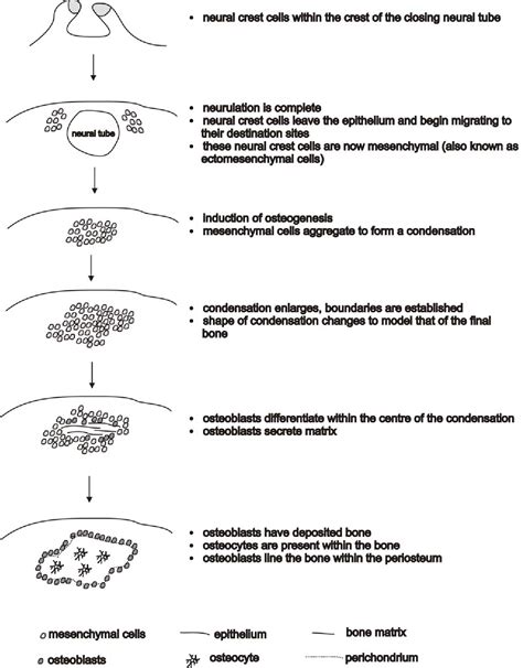 Intramembranous Ossification Stages