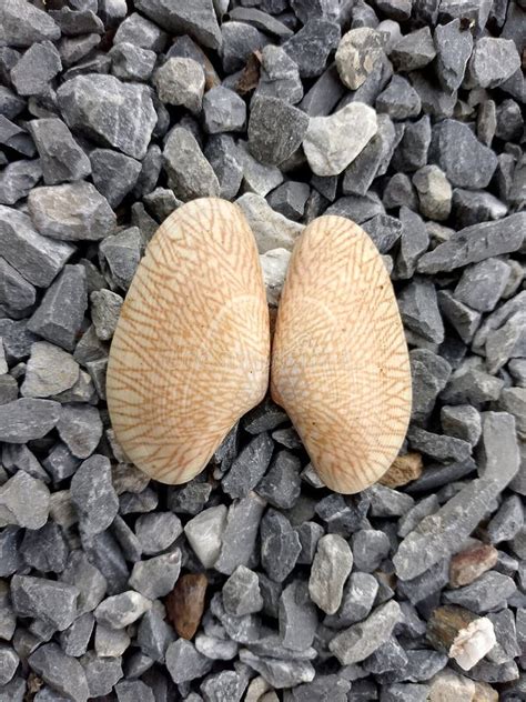 A Shell Or Shell Or Shell Is A Solid Substance That Covers The External