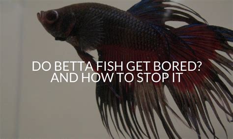 Do Betta Fish Get Bored And How To Stop It Betta Care Fish Guide