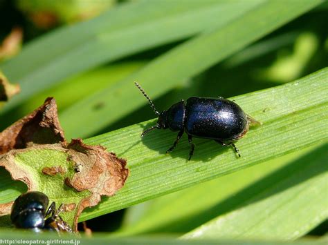 Gastrophysa Atrocyanea S Insects Nature