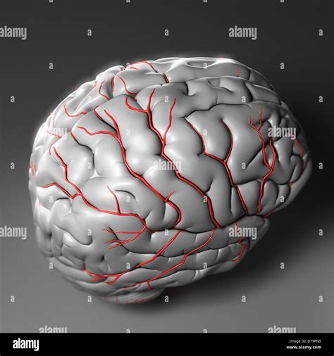 Arterie Cerebrali Immagini E Fotografie Stock Ad Alta Risoluzione Alamy