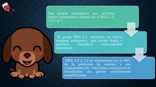 Grupos sanguíneos en animales domésticos PPT