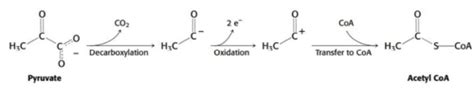 Tca Cycle Flashcards Quizlet