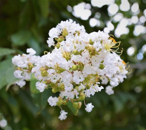 Лагерстремия (Lagerstroemia indica mix) Купить в Симферополе | Садовый ...
