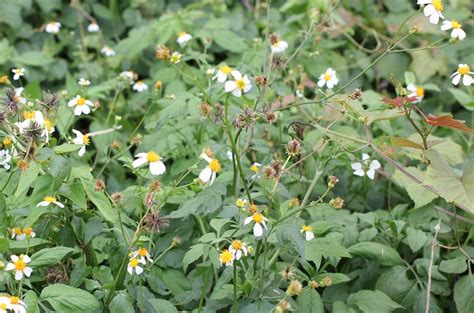 シロバナセンダングサ コシロノセンダングサ ひっつき虫 優しい雨