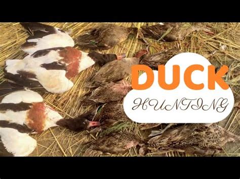 Mallard Duck Hunting In Pakistan Duck Hunting In Pakistan Murghabi