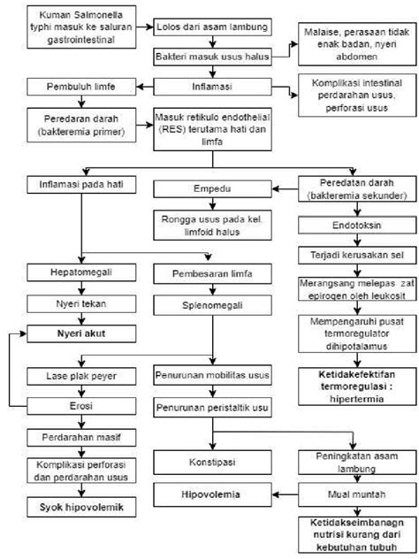 Patoflow Demam Tifoid Pdf