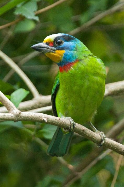 Sohnjoo S Photography Beautiful Birds Pet Birds Pretty Birds