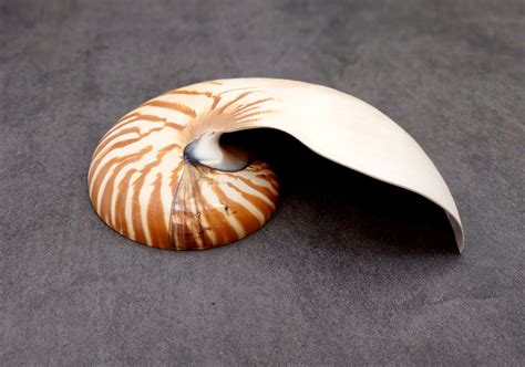 Natural Nautilus Seashell Right Cut Single Half Nautilus Pompilius 1