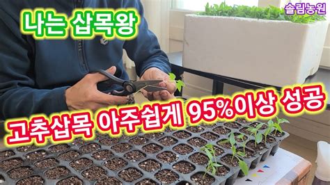 고추삽목왕 이렇게하세요 95이상 성공~ Youtube