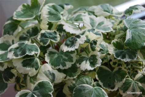 PERFECT PELARGONIUMS: Madame Salleron - buyer beware