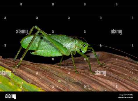 Katydid Tettigoniidae Yasuni National Park Amazon Rainforest
