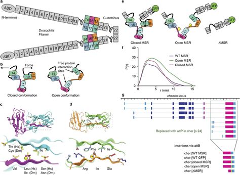 Cheerio The Conserved Filamin Of Drosophila A A Schematic Of A Download Scientific Diagram