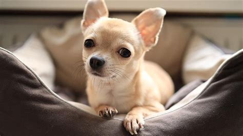 La Lista De Las Razas De Perros 100 Mexicanas