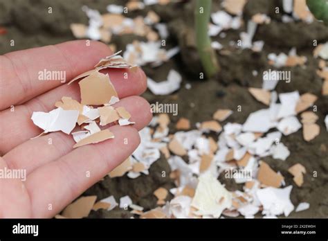 Crushed Eggs Shellsaround Plant As Organic Fertilizer At Home Garden And An Effective Barrier