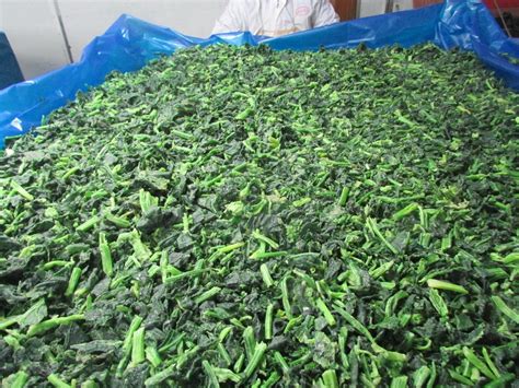 Iqf Chopped Spinachiqf Spinach Cutbqf Cut Spinachfrozen Chopped