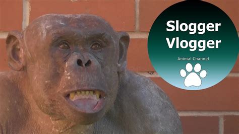 Jambo The Hairless Chimp Is Having A Bad Day Youtube