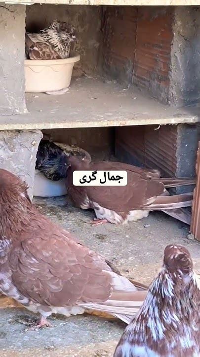 مهر مادری Youtube