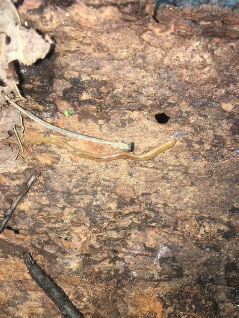 Invasive Hammerhead Worms Wny Ritsahammerheadworm