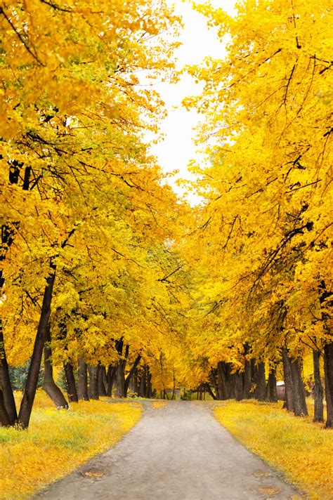 枫叶胡同图片 包图网企业站