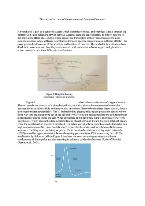Structure And Function Of Neuron Give A Brief Account Of The Structure And Function Of