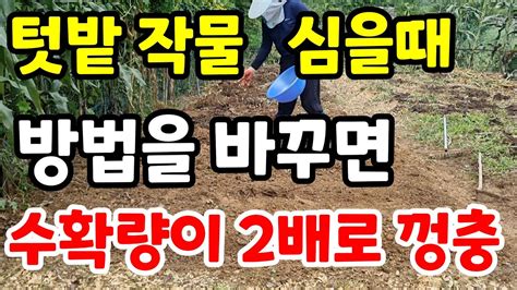 텃밭 채소 심는 방법을 바꾸면 수확량도 늘고 농사짓기 쉬워져요 쪽파 심는방법 쪽파심는시기 김장배추 오이 상추 무우 샐러드 건강