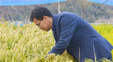 中国科学家发现水稻高产基因可提高光合作用及氮素利用效率让水稻至少增产30 知乎