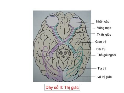 GiẢi PhẪu 12 ĐÔi DÂy ThẦn Kinh SỌ Ppt
