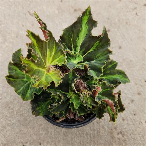 Begonia Rex Evy Tropicales Plantearium Serres Lavoie