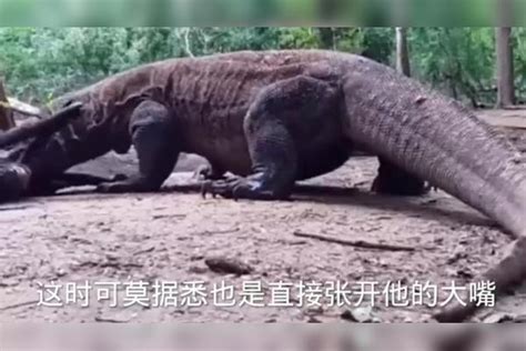 科莫多巨蜥活吞野猪 两只巨蜥把野猪分尸了 真是太残忍 野猪 科莫多