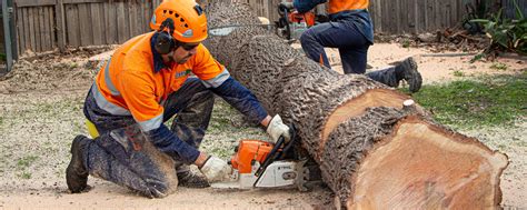 Acorn Tree Services Geelong Bellarine Peninsula Surfcoast Golden Plains Melbourne Metro