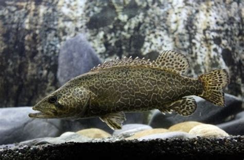 최고의 민물고기 쏘가리 양식 성공 네이버 블로그