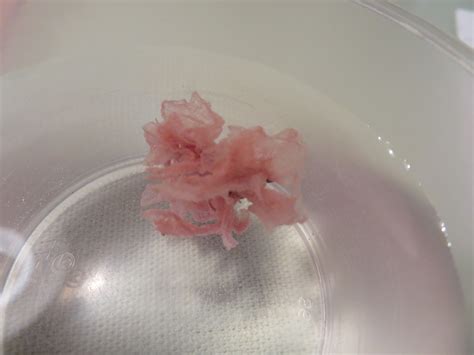 桜花の塩漬けを買いに業務用スーパーへ 食う寝る遊ぶ 時々仕事
