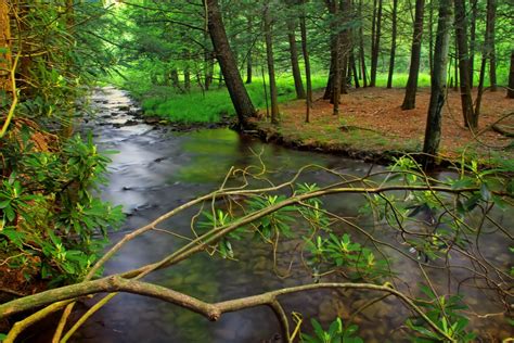 Free Images Tree Nature Creek Swamp Wilderness Branch Hiking