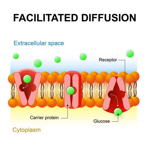 Facilitated Diffusion Occurs