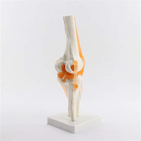 Buy Life Size Human Knee Joint Model With Knee Ligament Knee Anatomy Model Anatomy Of The Knee