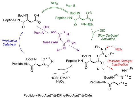 Function Oriented Investigations Of A Peptide Based Catalyst That