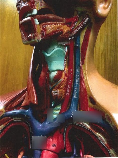 Neck Anterior 3 Diagram Quizlet