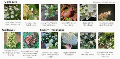 Native Hydrangeas For Delaware Cooperative Extension University Of